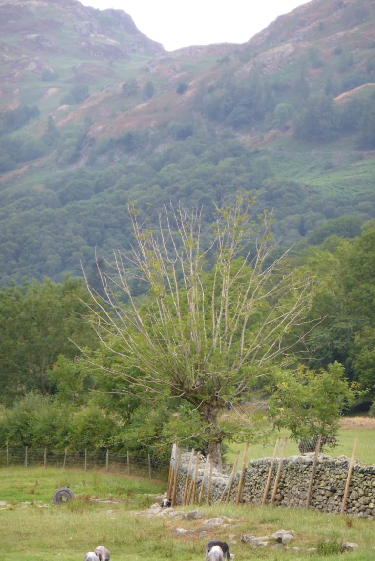 Can you recognise Ash Die-back? – GreenChristian